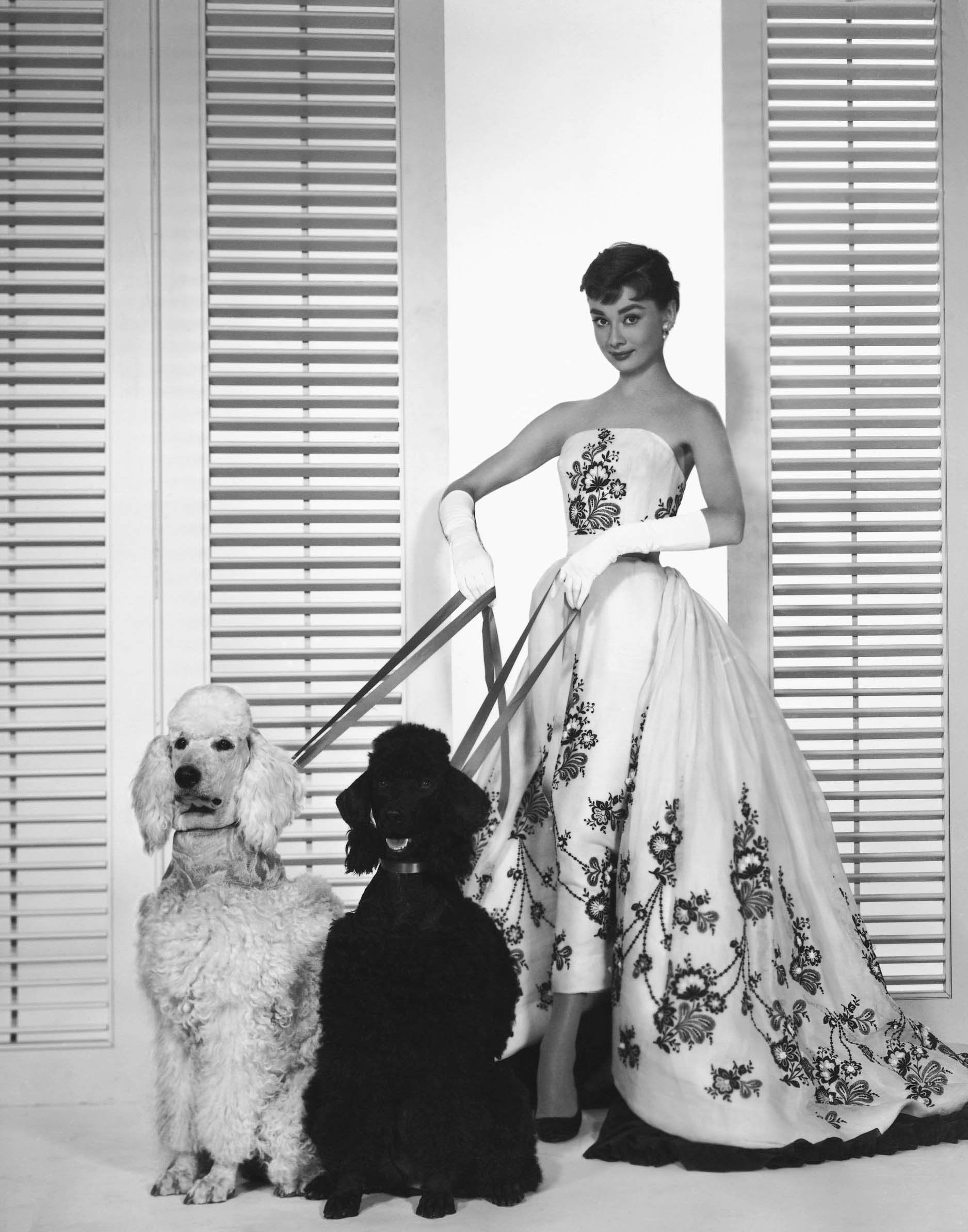Very Rate Photo Audrey Hepburn an the Dogs 8 X10 Photo - Etsy
