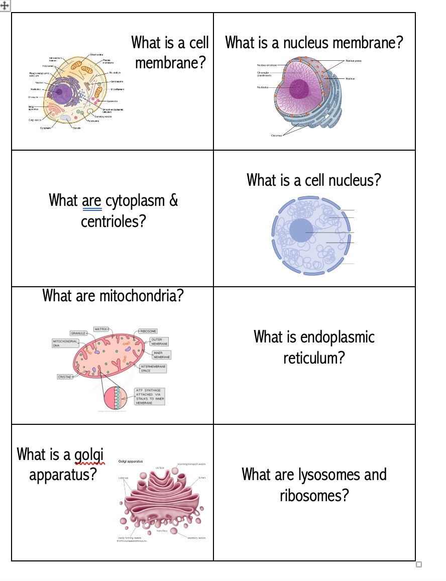 Flashcards For Cell Structure at Ronald Piper blog