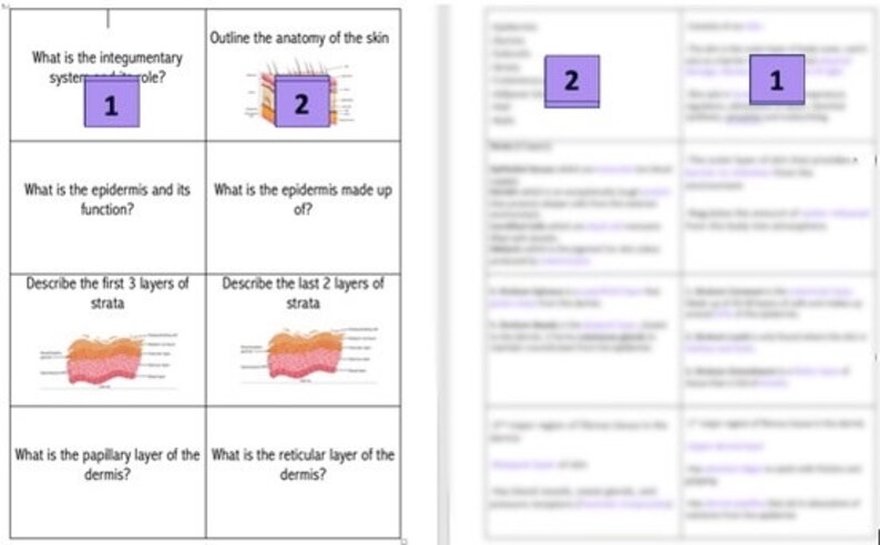 Integumentary System Flashcards - Etsy