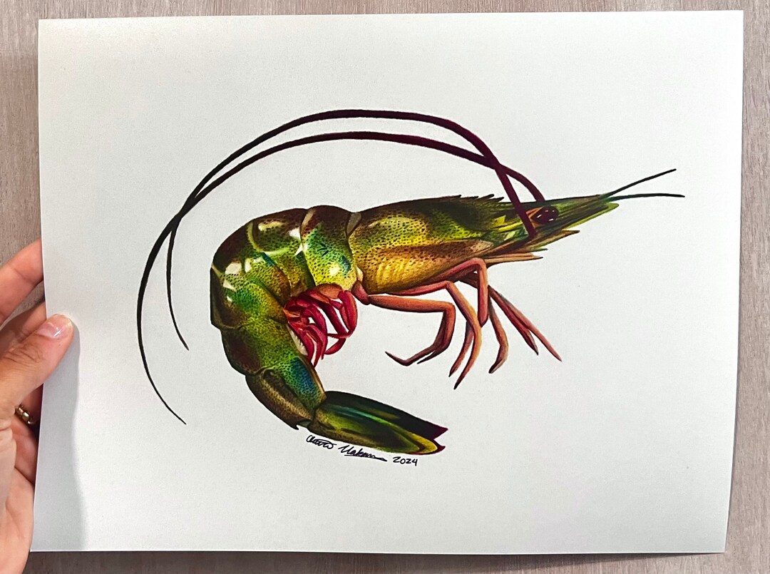 Local Shrimp Print “greentail”, Hand Drawn Prismacolor Pencil, High ...