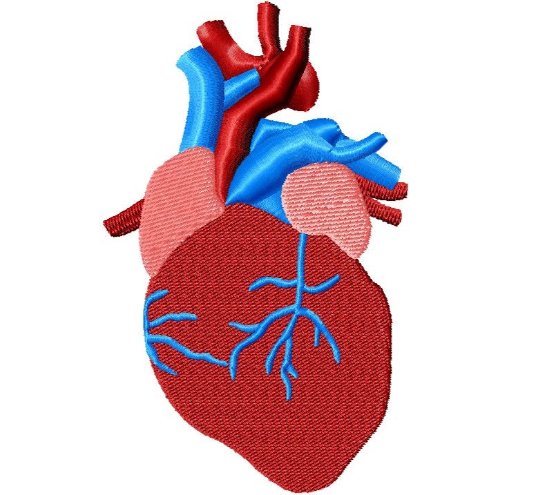 Digital Download 8 Sizes Anatomic Heart Organ Machine Embroidery Design ...
