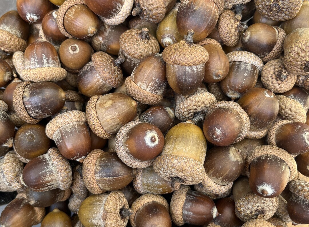 8 Natural Jumbo, Northern Red Oak Acorns With Caps Cleaned, Dried and ...