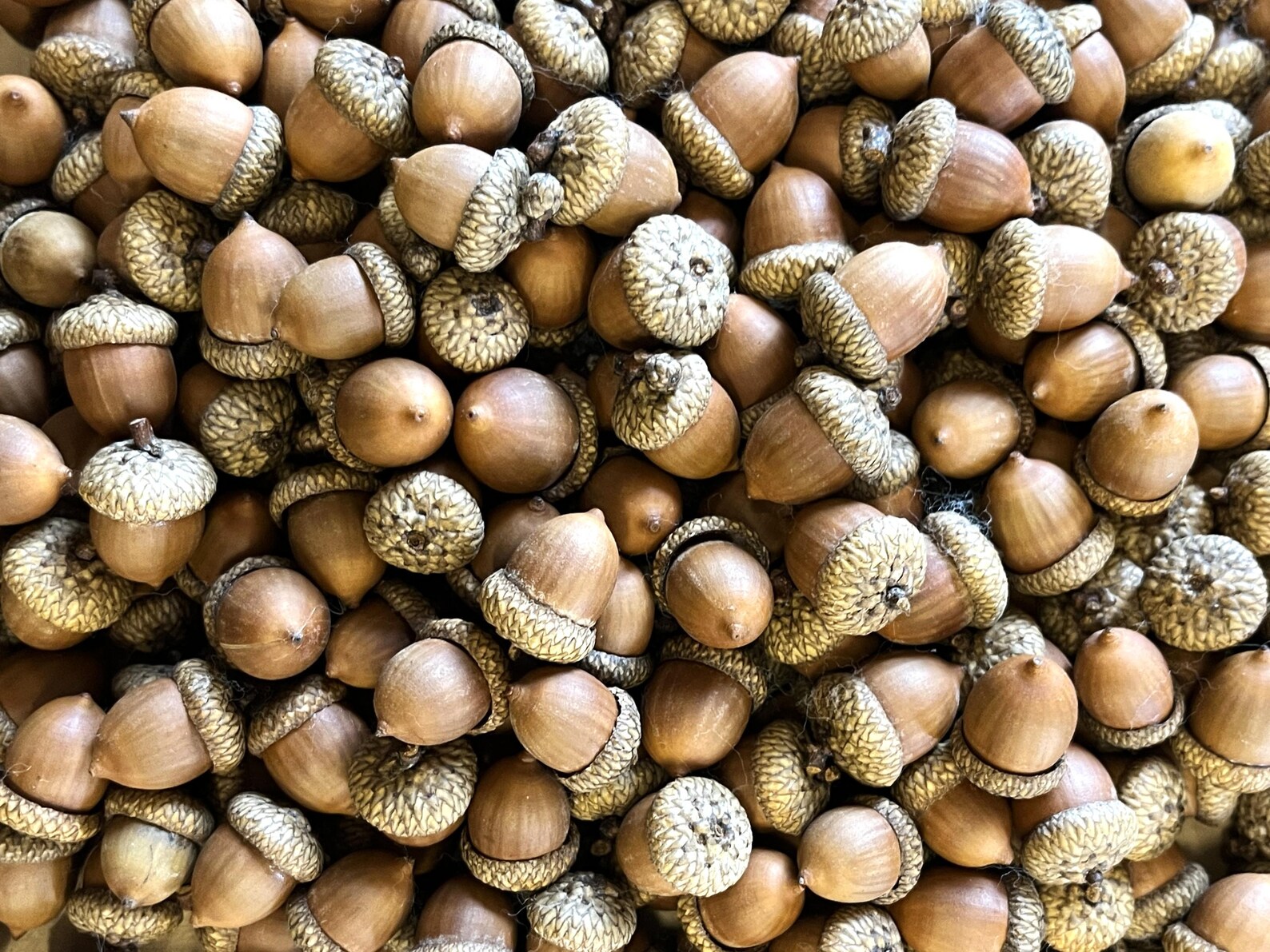 15 Medium Sized, Natural, Southern Red Oak Acorns With Caps - Cleaned ...