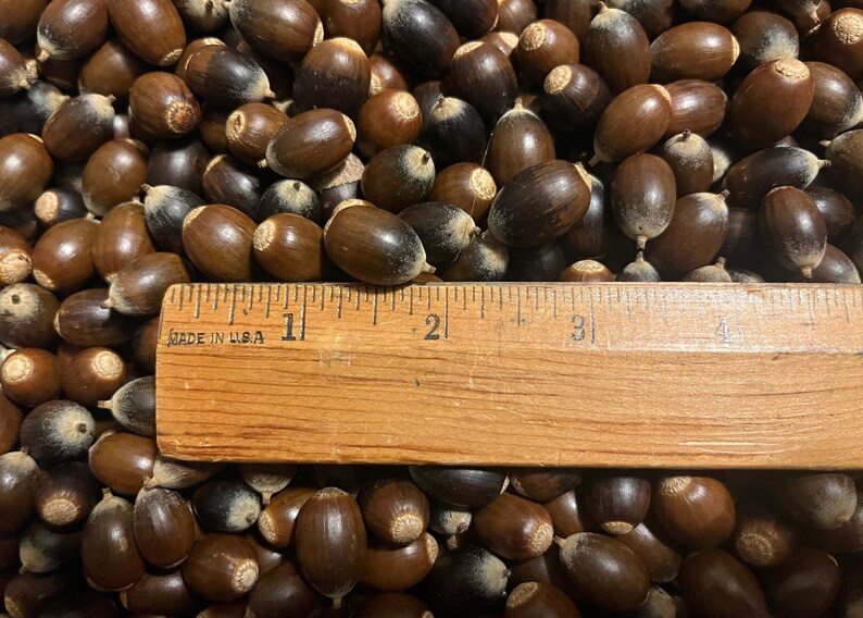 25 Natural White Oak Acorns - Brown to Dark Brown, Cleaned, Dried and ...