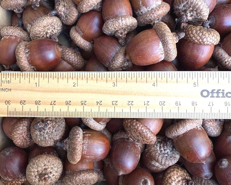 12 Jumbo, Large, Medium or Small Red Oak Acorns, Glued on Natural Caps ...