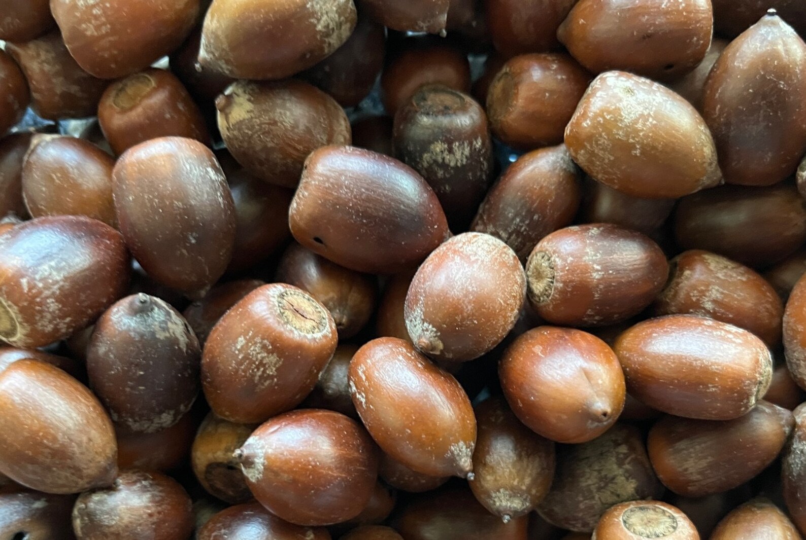 20 Natural, New Hampshire Red Oak Acorns - Cleaned, Dried and Sanitized ...