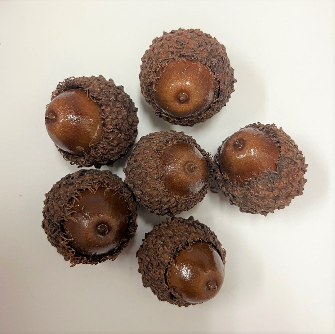 6 Natural Bur Oak Acorns With Caps, Various Sizes From 1 to 1 1/4 ...
