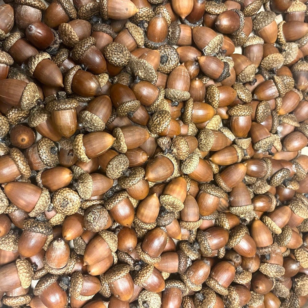 15 Pointed New Hampshire Red Oak Acorns With Glued Caps, Cleaned and ...