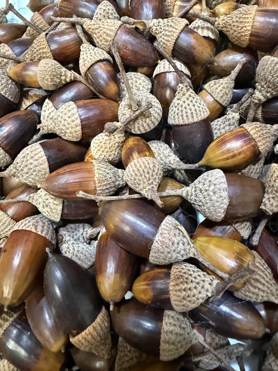 12 Southern Live Oak Acorns With Glued on Caps, Cleaned, Dried and ...