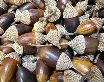 12 Large or Jumbo Northern Oak Acorns With Glued on Caps, Cleaned ...