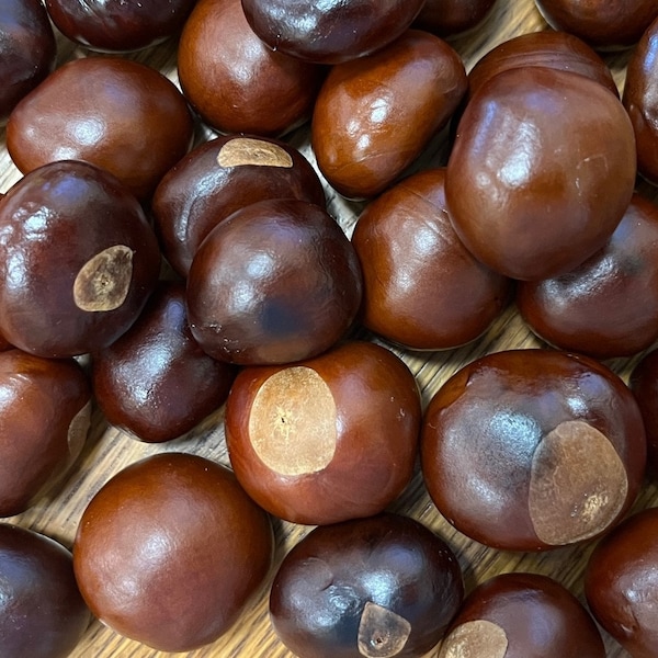 Buckeyes - Etsy