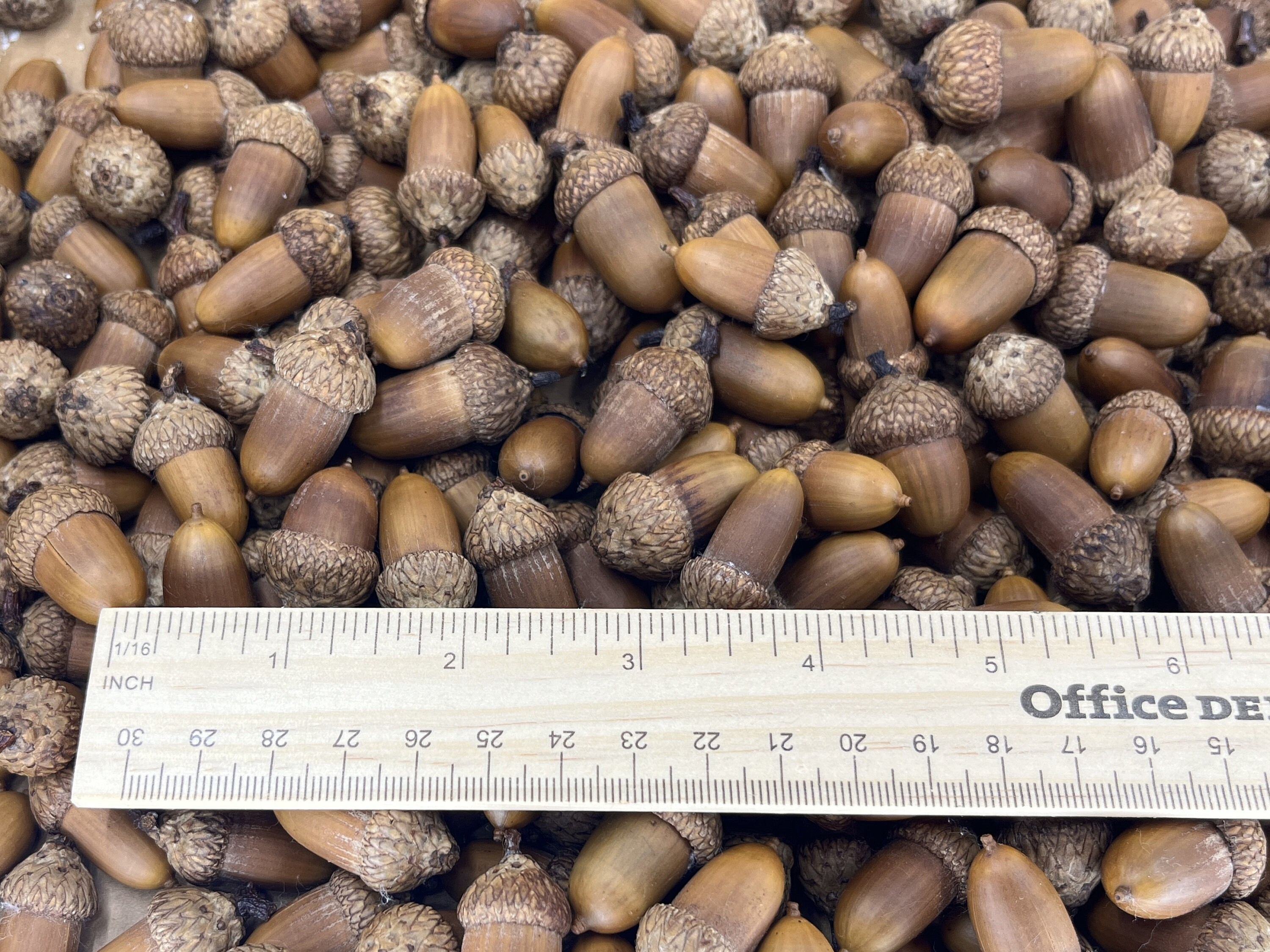 15 Natural White Oak Acorns With Glued on Caps - Cleaned, Dried and ...