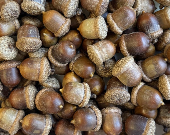 12 Large Northern Oak Acorns With Natural Caps (not Glued On), Cleaned ...
