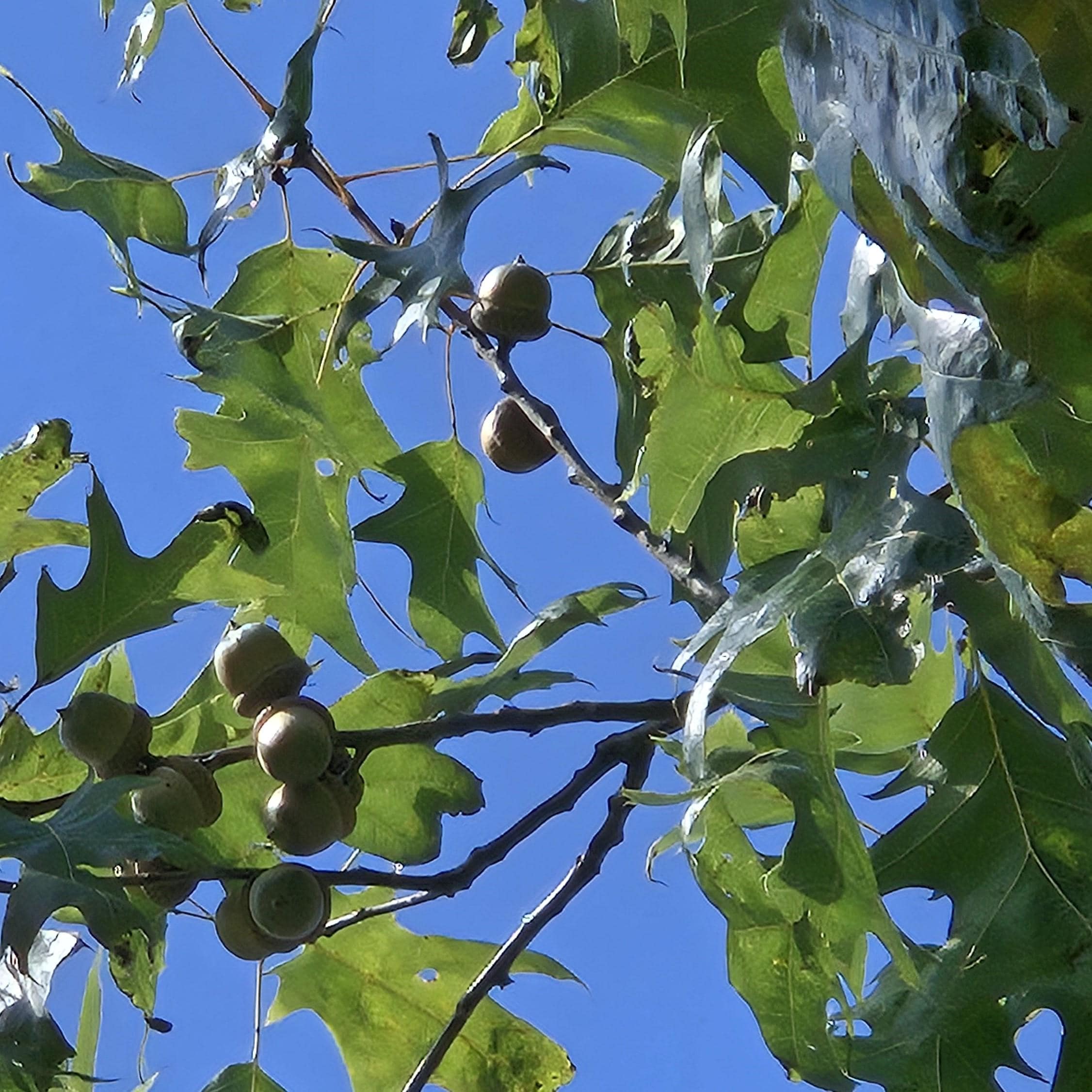 12 Medium Northern Oak Acorns With Glued on Caps, Cleaned, Dried and ...