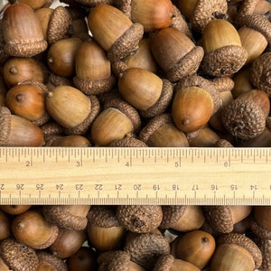 12 Large or Jumbo Northern Oak Acorns With Glued on Caps, Cleaned ...