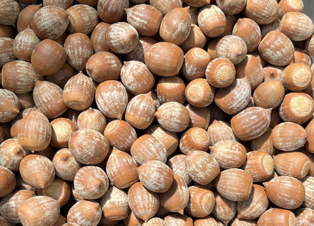 25 Natural, Southern Red Oak Acorns - Cleaned, Dried and Sanitized, for ...