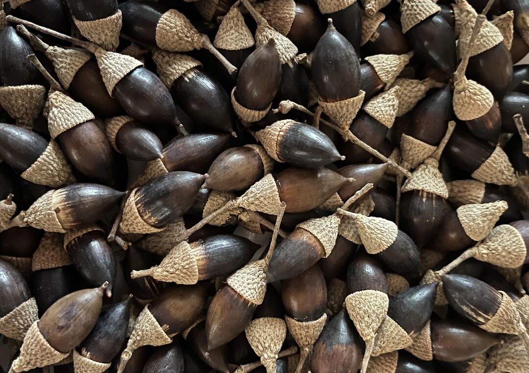 12 Southern Live Oak Acorns With Glued on Caps, Cleaned, Dried and ...