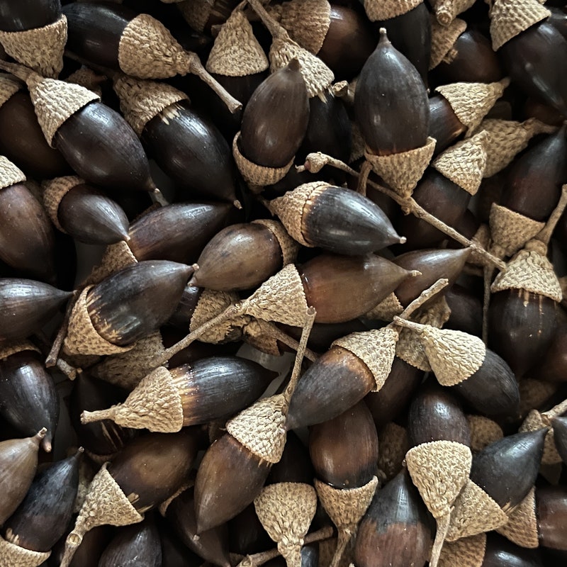 Southern Live Oak - Etsy