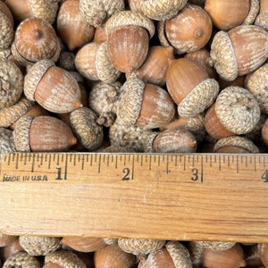 15 Medium Sized, Natural, Southern Red Oak Acorns With Caps - Cleaned ...