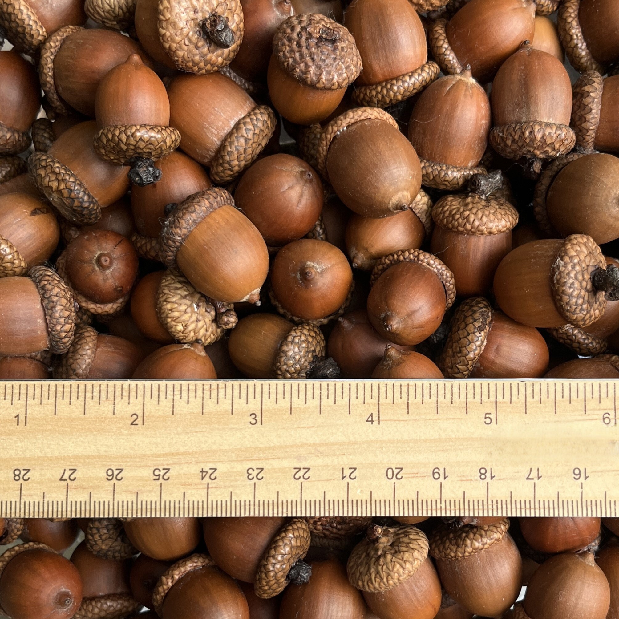 12 Medium Northern Oak Acorns With Glued on Caps, Cleaned, Dried and ...