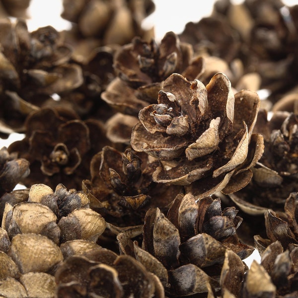 Hemlock Pine Cones - Etsy