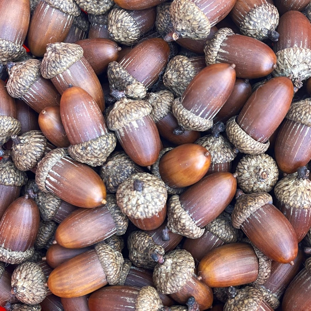 12 Extra Long, Dark Brown Oak Acorns, Glued on Caps, Cleaned and ...