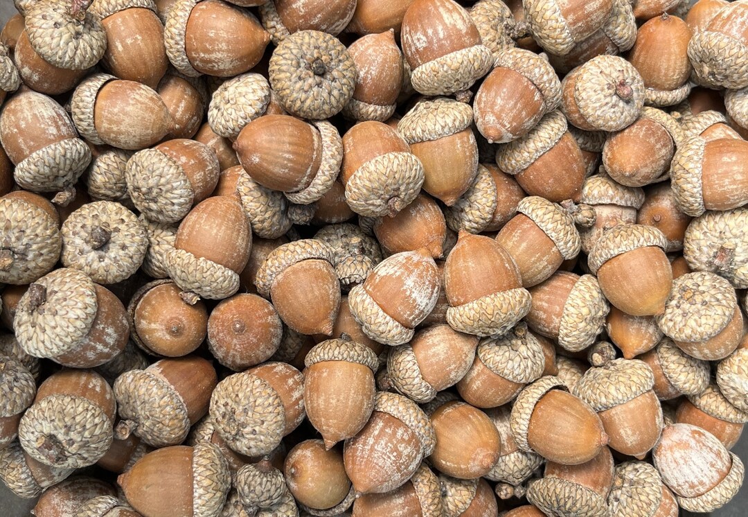 15 Medium Sized, Natural, Southern Red Oak Acorns With Caps - Cleaned ...