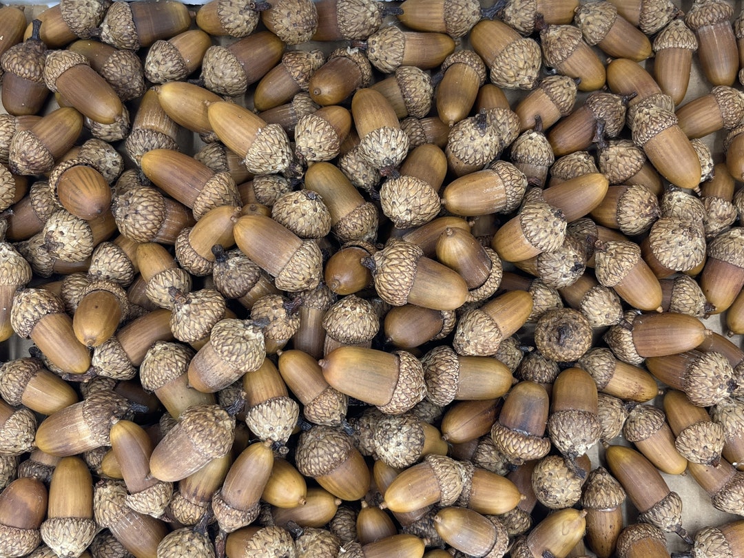 15 Natural White Oak Acorns With Glued on Caps - Cleaned, Dried and ...