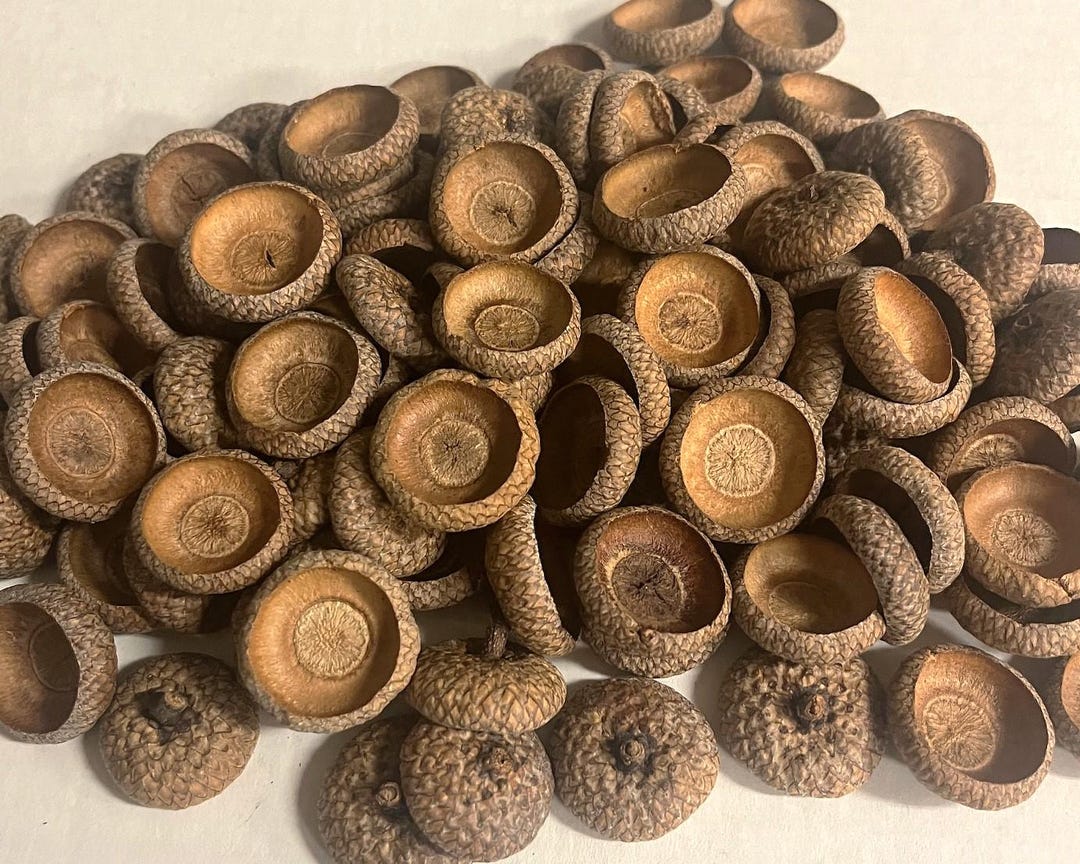 20 Large Natural Oak Acorns Caps, Bowl Shaped, 1 Inch to 1 1/8 Inches ...