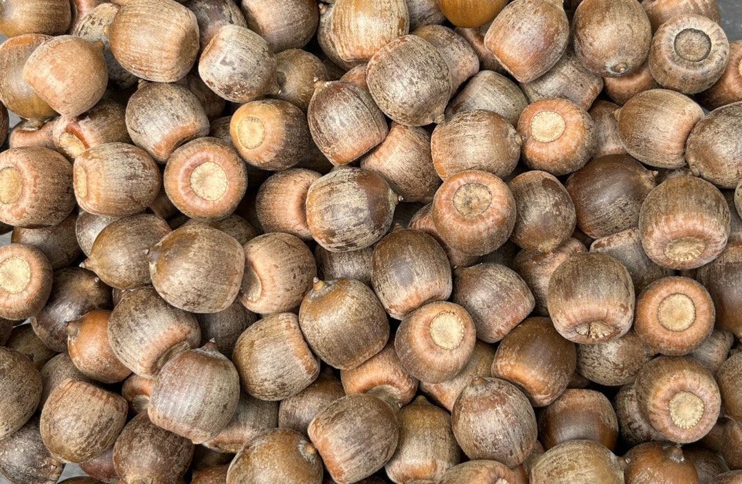 25 Natural, Northern Oak Acorns - Cleaned, Dried and Sanitized, for ...