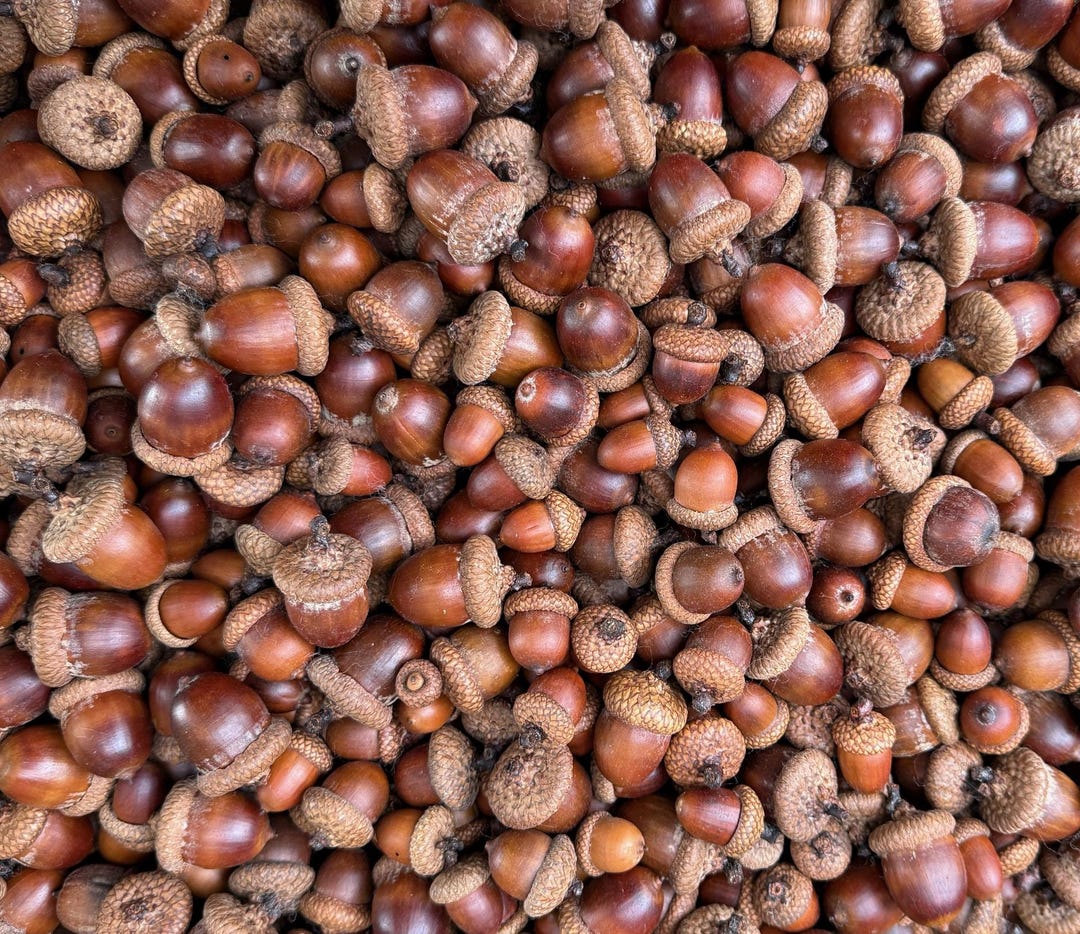 12 Jumbo, Large, Medium or Small Red Oak Acorns, Glued on Natural Caps ...