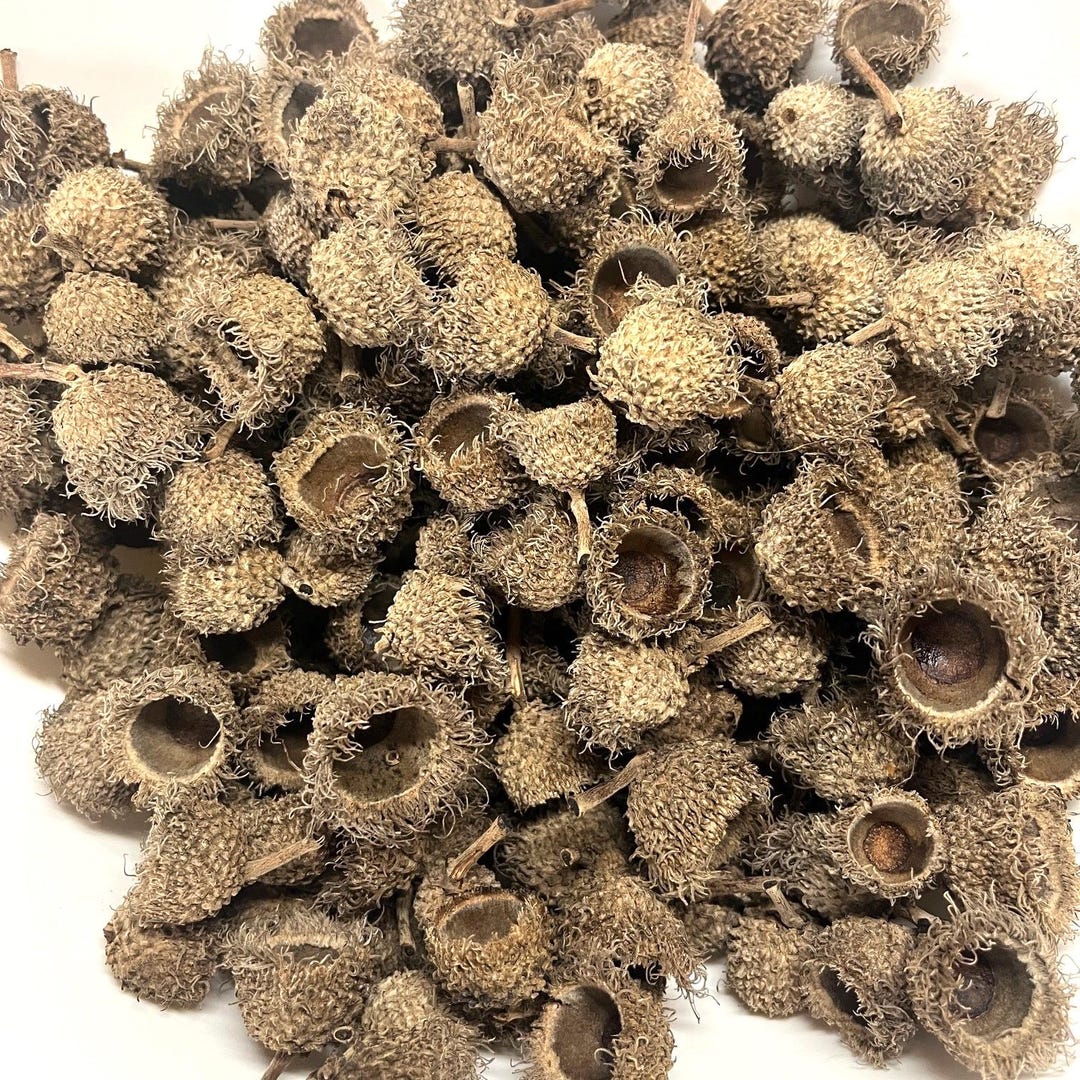 8 Small Bur Oak Acorn Caps - Cleaned, Dried and Sanitized: for Crafting ...
