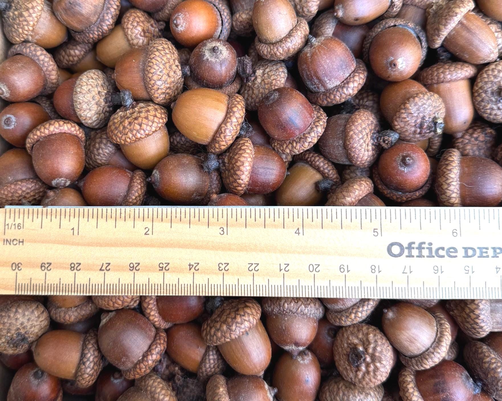 12 Jumbo, Large, Medium or Small Red Oak Acorns, Glued on Natural Caps ...