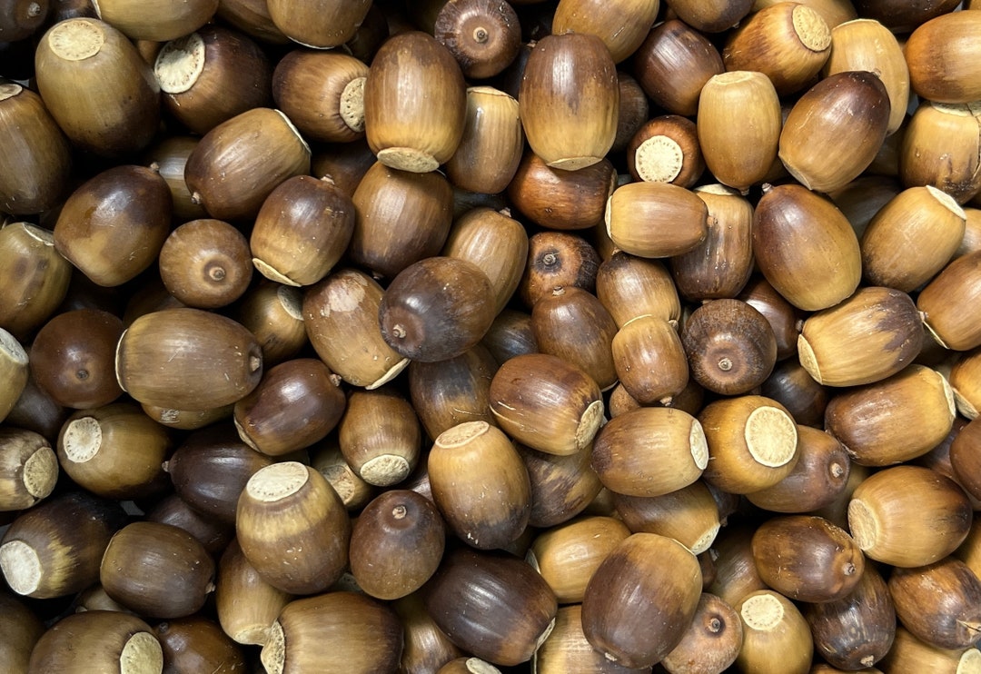 25 Natural White Oak Acorns - Cleaned, Dried and Sanitized, for ...
