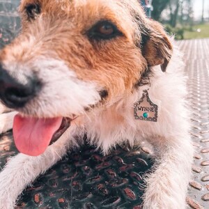 XL Cattle Tag Dog Tags for LARGE Breeds - Etsy