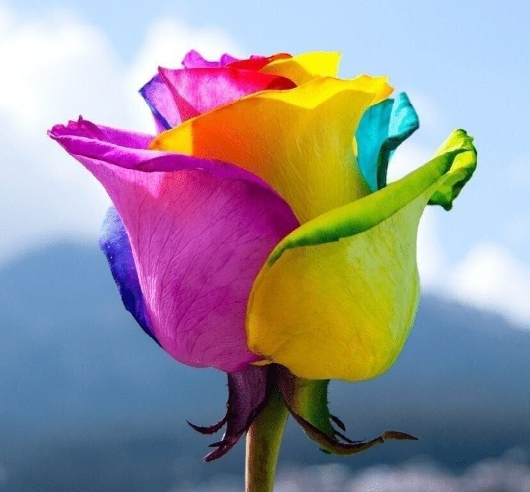 10 Rainbow Rose Seeds Rare Perennial Flower Blooms-rose Bush - Etsy Canada