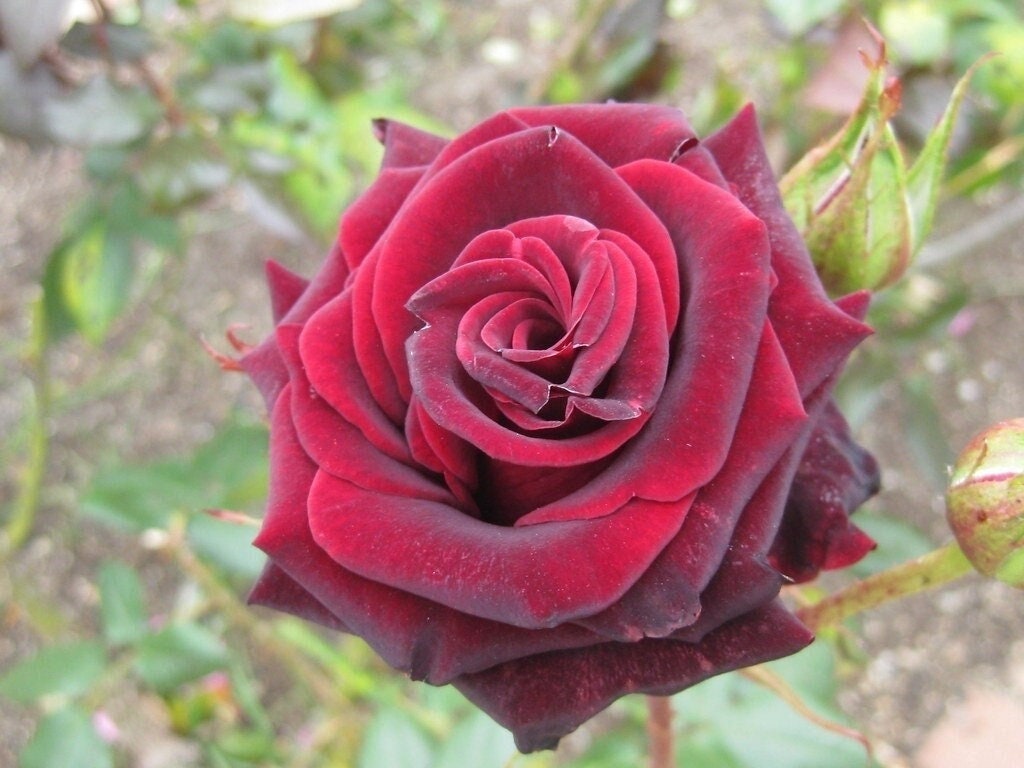 Black Magic Red Roses