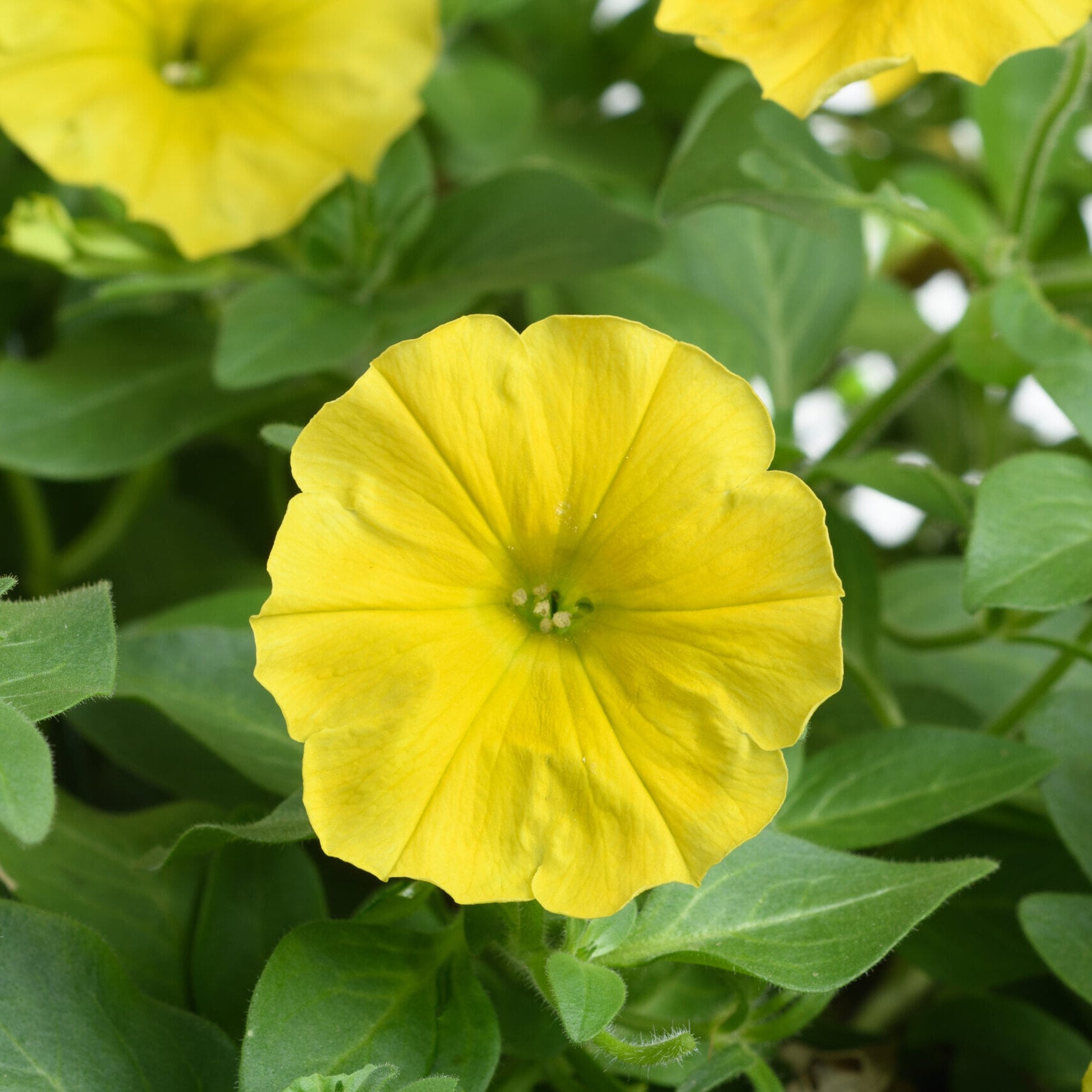 Yellow Petunia Flower