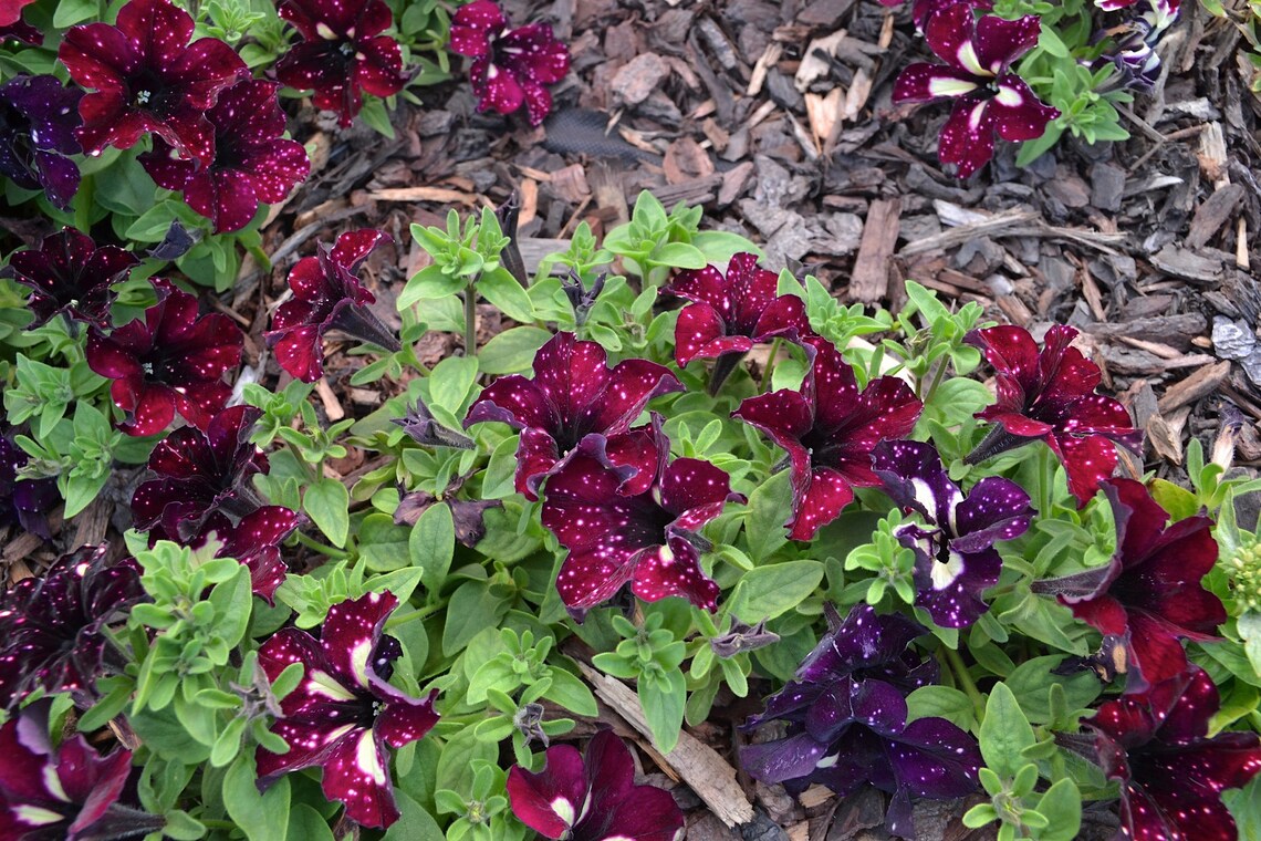 Galaxy Petunia Seeds Night Sky Petunia Red 50 Seeds - Etsy Canada