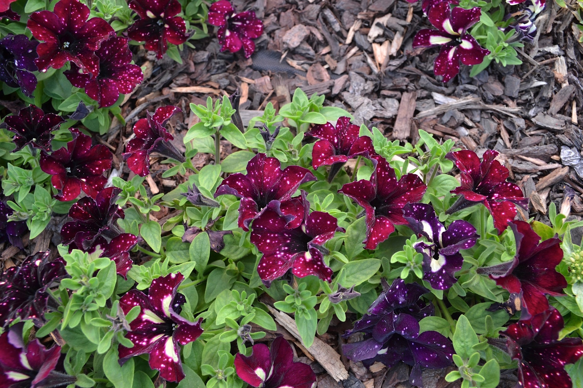 Galaxy Petunia Seeds Night Sky Petunia Red 50 Seeds - Etsy Canada