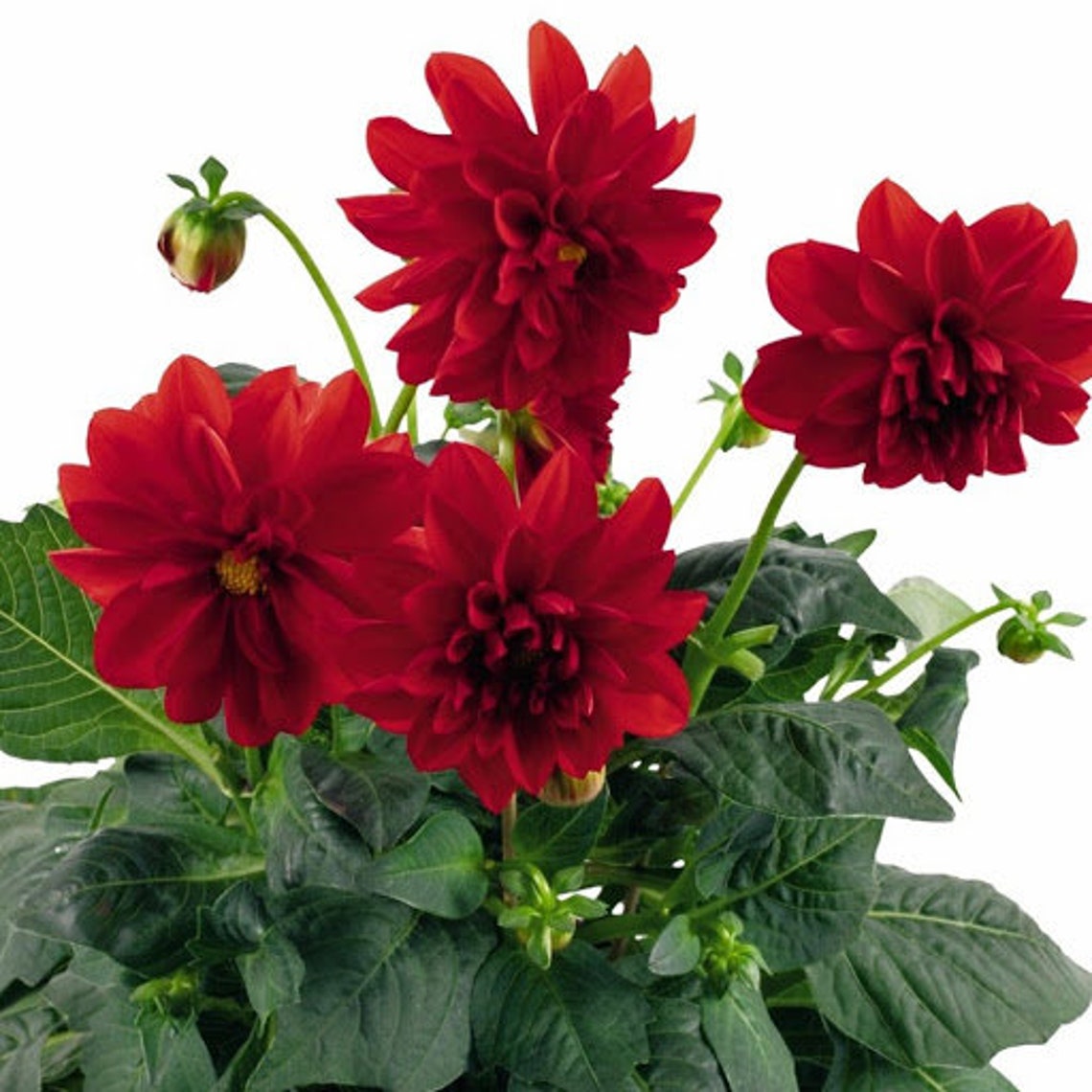 50 Dark Red Dahlia Flower Seeds Rare Perennial Plant - Etsy UK