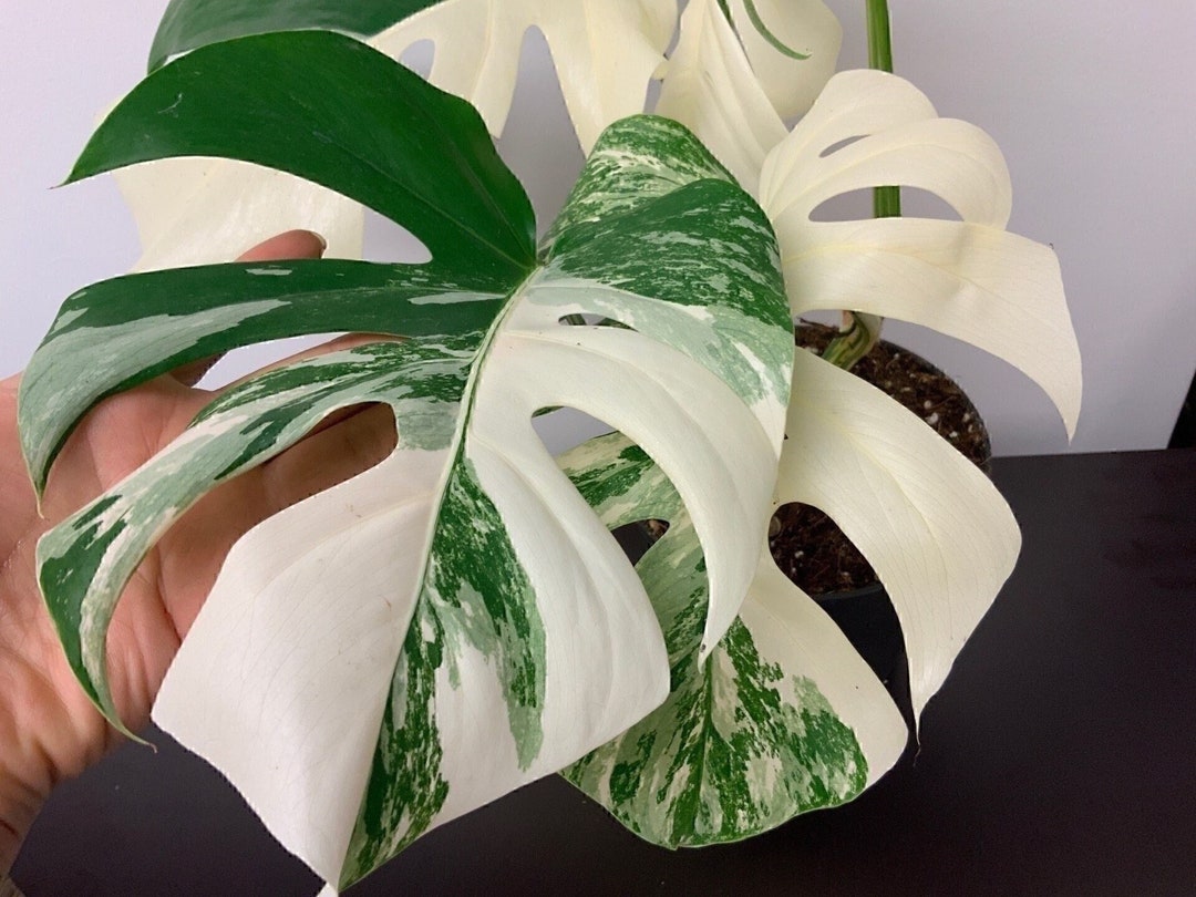 10 graines panachées Monstera Deliciosa Albo Monstera White - Etsy Canada