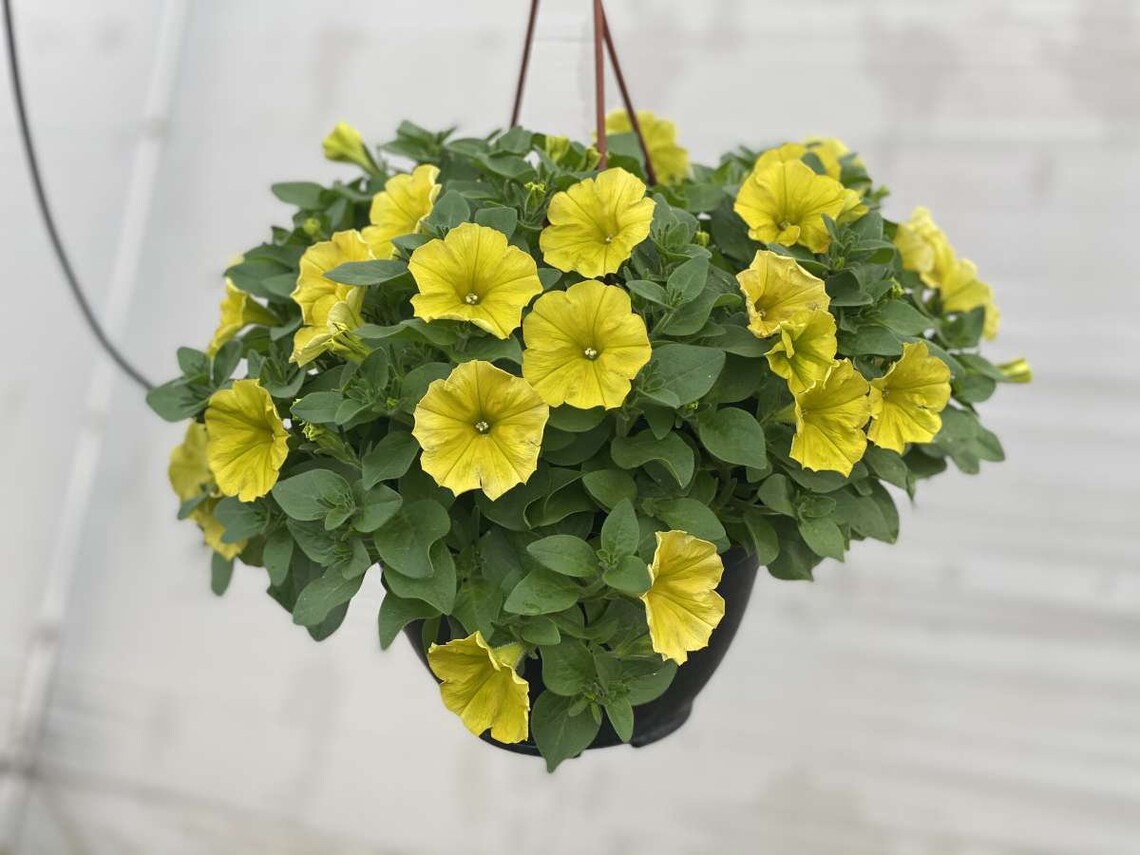 20 Yellow Petunia Seeds for Home Garden-gardening - Etsy