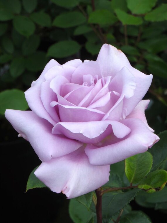 Rose Classification And The Best Types For Your Garden, 52% OFF