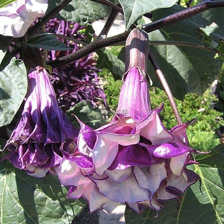 25 Angel Trumpet Double Purple Flower Seeds Brugmansia | Etsy