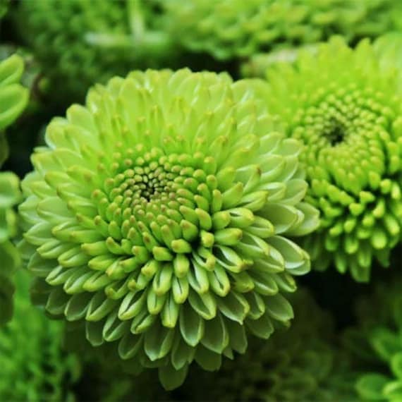 Green Chrysanthemum Flower
