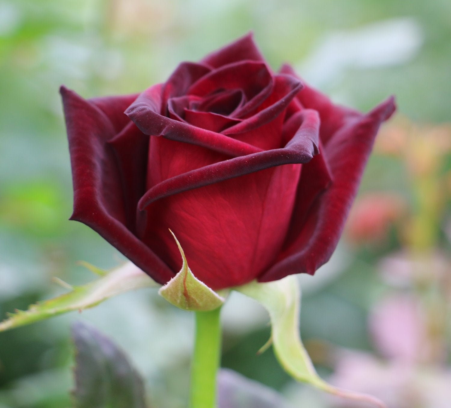 10Pcs True Black Magic Rose Bush Seeds For Home | Etsy