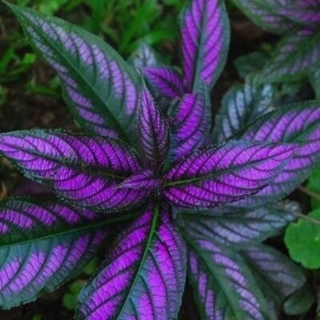 20 Purple Coleus Flower Seeds-rare Coleus-solenostemon - Etsy Canada