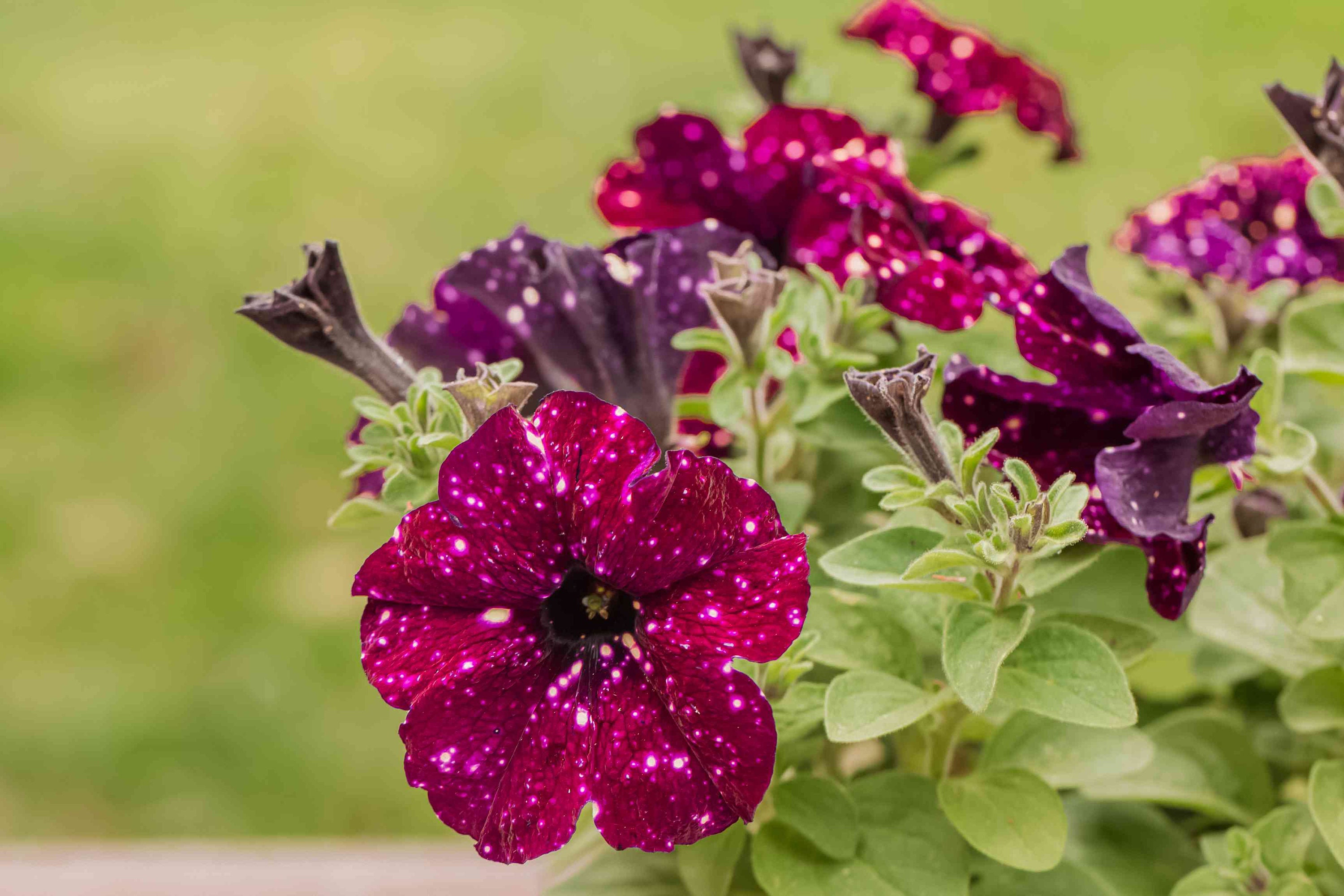 Galaxy Petunia Seeds Night Sky Petunia Red 50 Seeds - Etsy Canada
