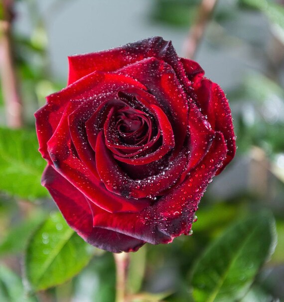 Black Magic Red Roses